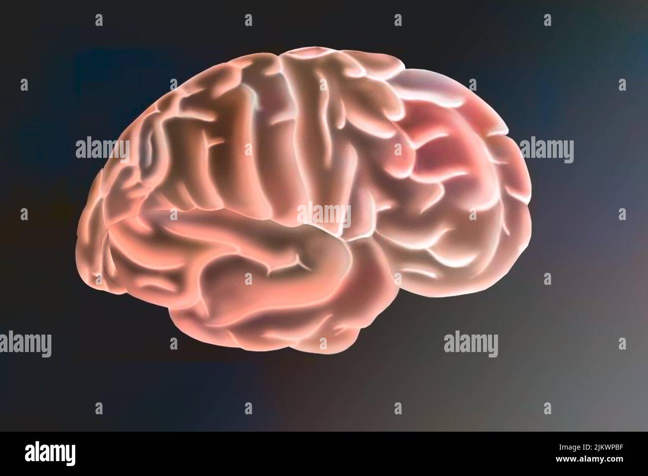 Drawing of a human brain and its different areas Stock Photo - Alamy