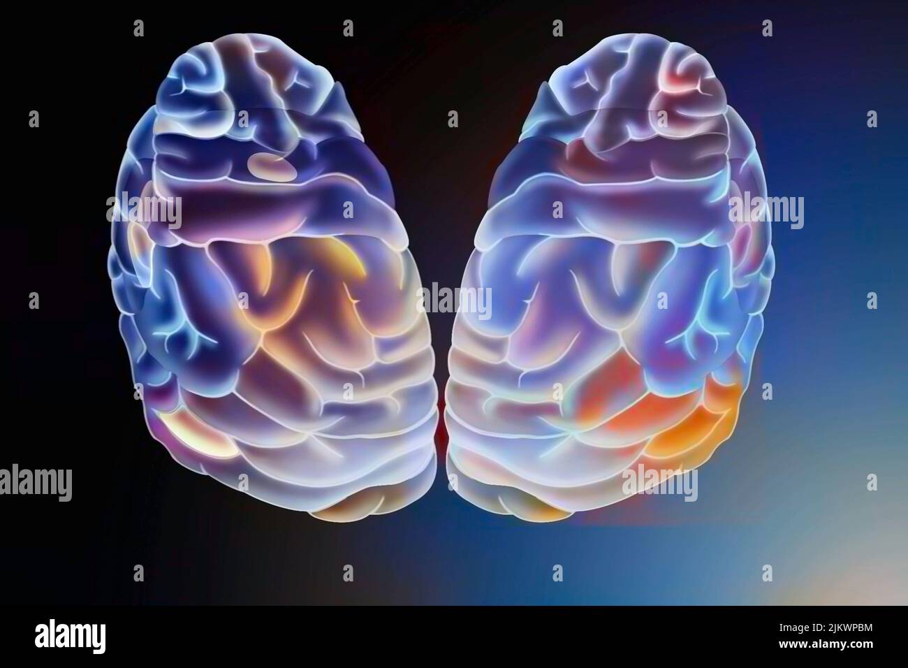 Drawing of a human brain and its different areas Stock Photo - Alamy