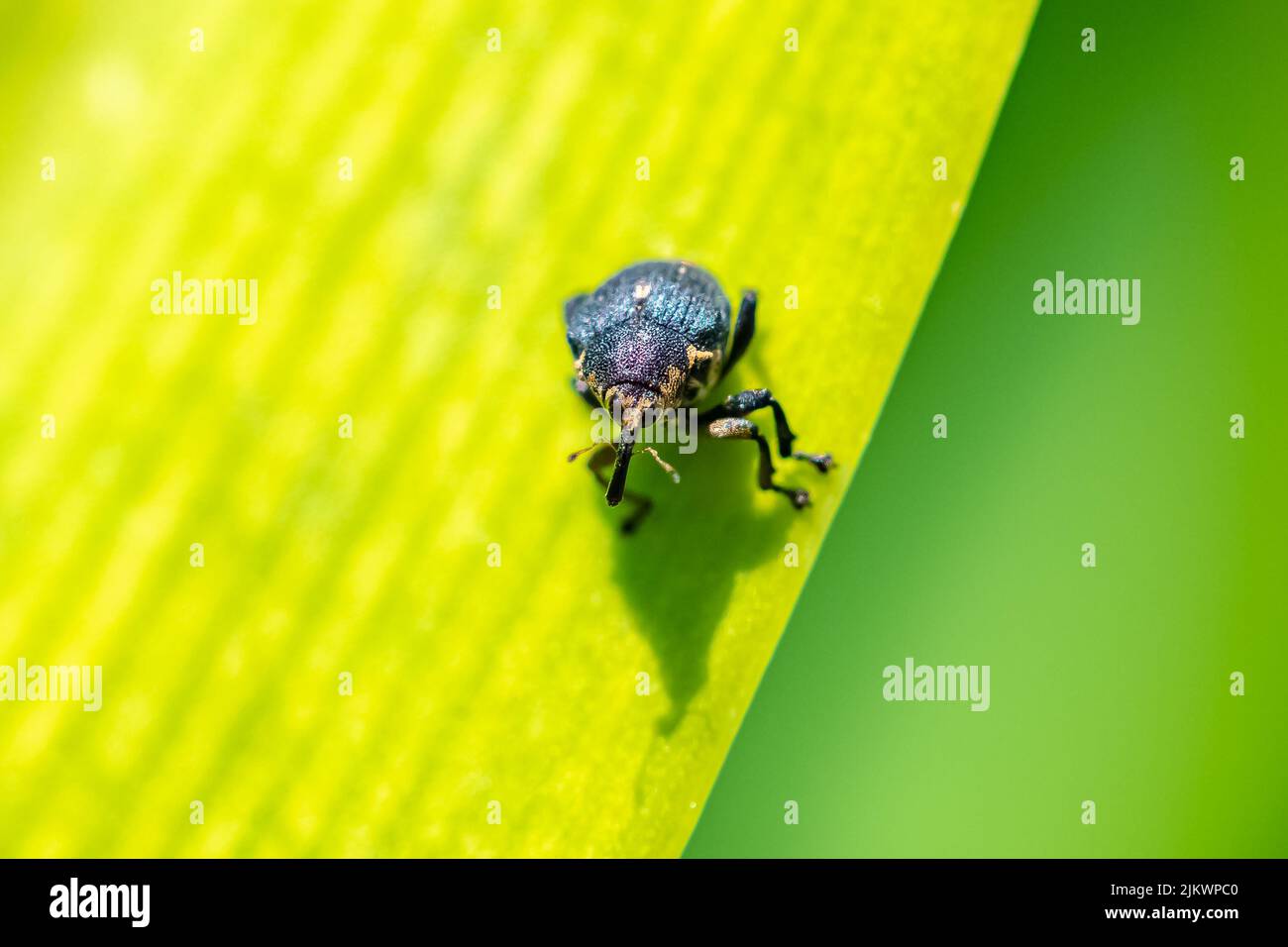 A weevil, Larinus sturnus, on a leaf in the garden Stock Photo - Alamy