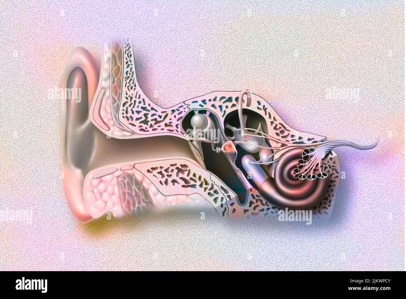 Ear cup including: ear canal, eardrum and ossicles, cochlea Stock Photo ...