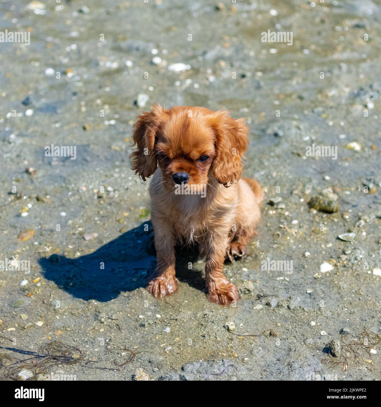 A dog cavalier king charles, a ruby puppy sitting on the beach Stock ...
