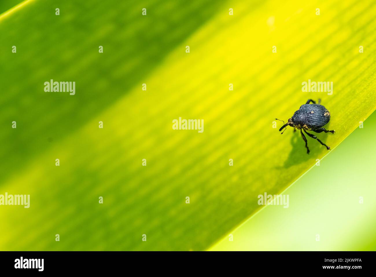 A weevil, Larinus sturnus, on a leaf in the garden Stock Photo - Alamy