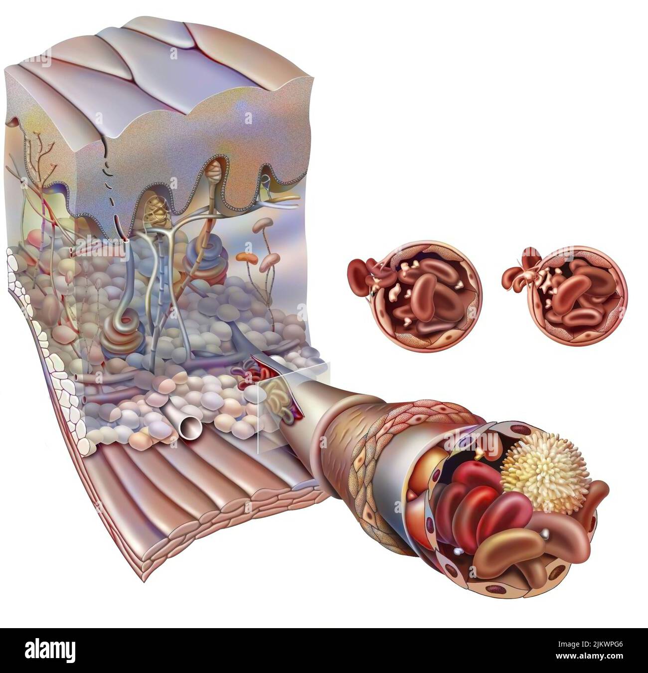 Layers human skin Cut Out Stock Images & Pictures - Alamy