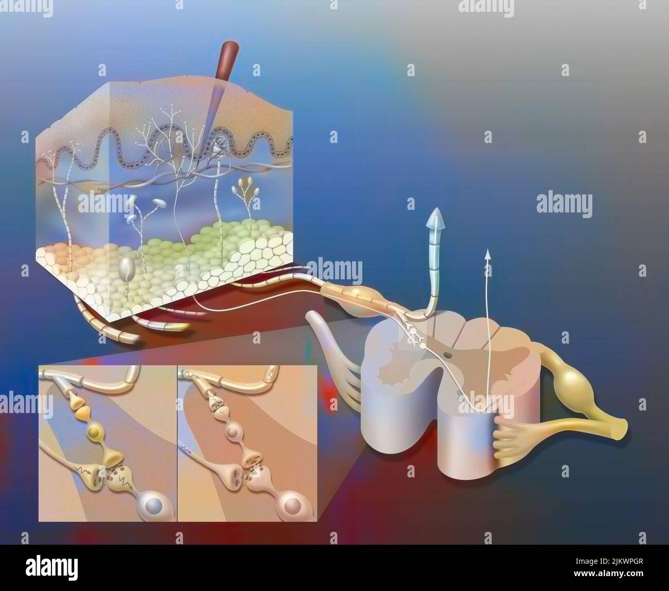 Pain regulation: pain information can be bypassed by sensations of ...