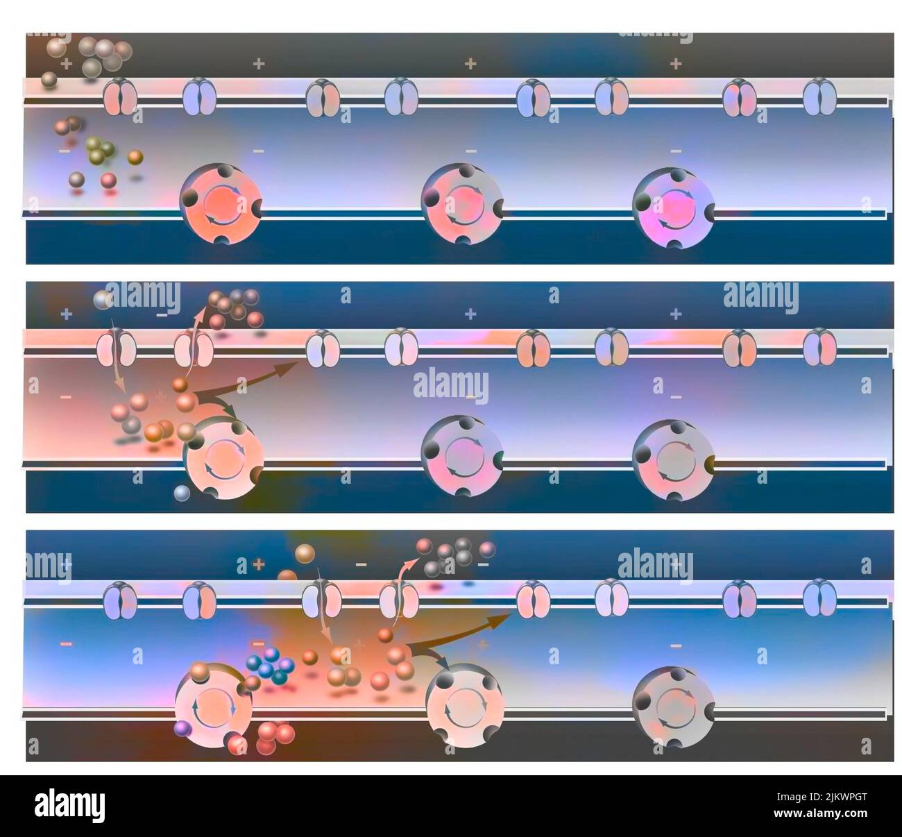 Movement of the action potential (impulse) in the axon of the neuron ...
