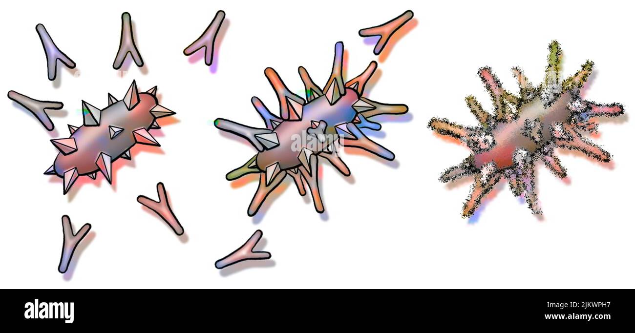Destruction of a microbe (bacteria, virus..) By the specific antibodies ...