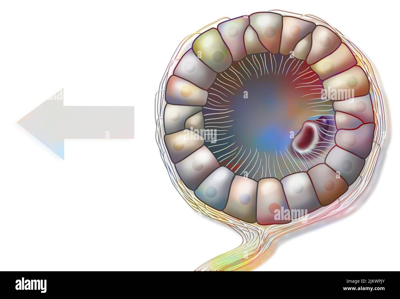 Statocyst hi-res stock photography and images - Alamy