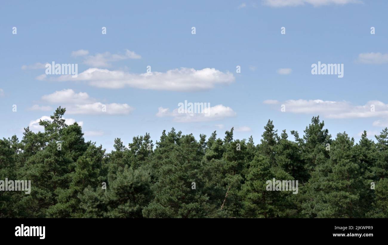 An aerial shot of pine trees under blue bright sky Stock Photo - Alamy