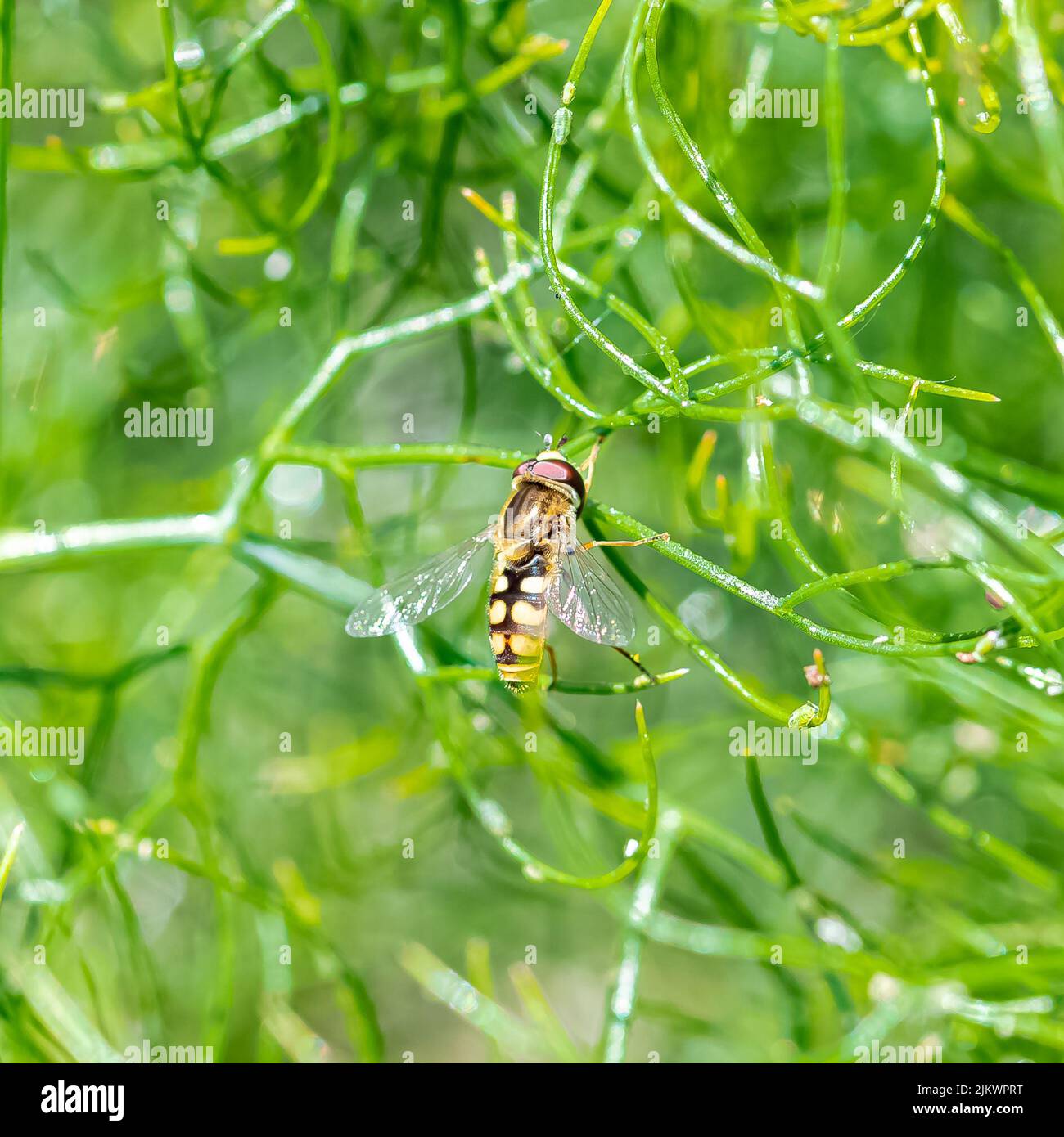 Hoverfly, beautiful insect flying, on a green background Stock Photo ...