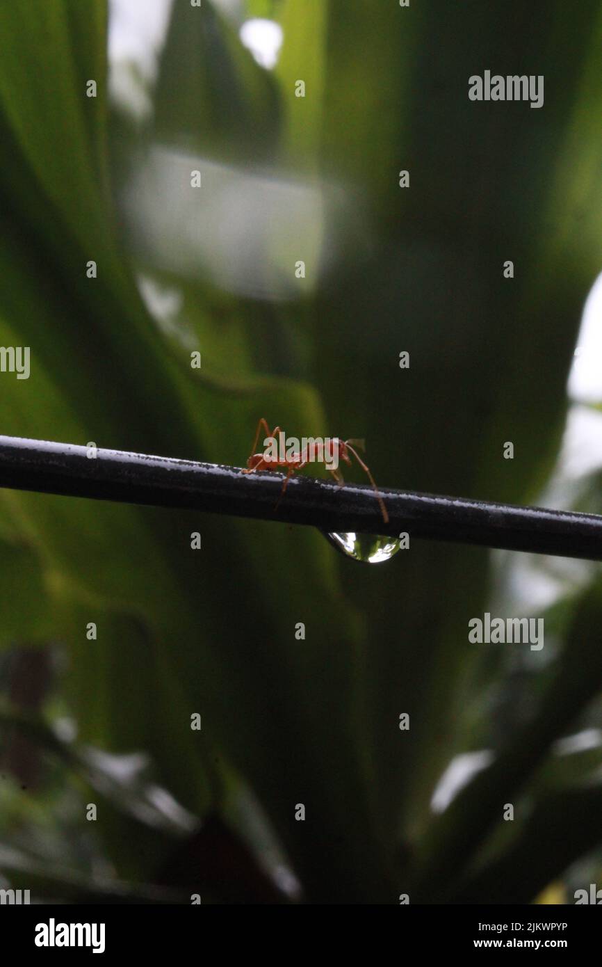 Desert fire ant hi-res stock photography and images - Alamy