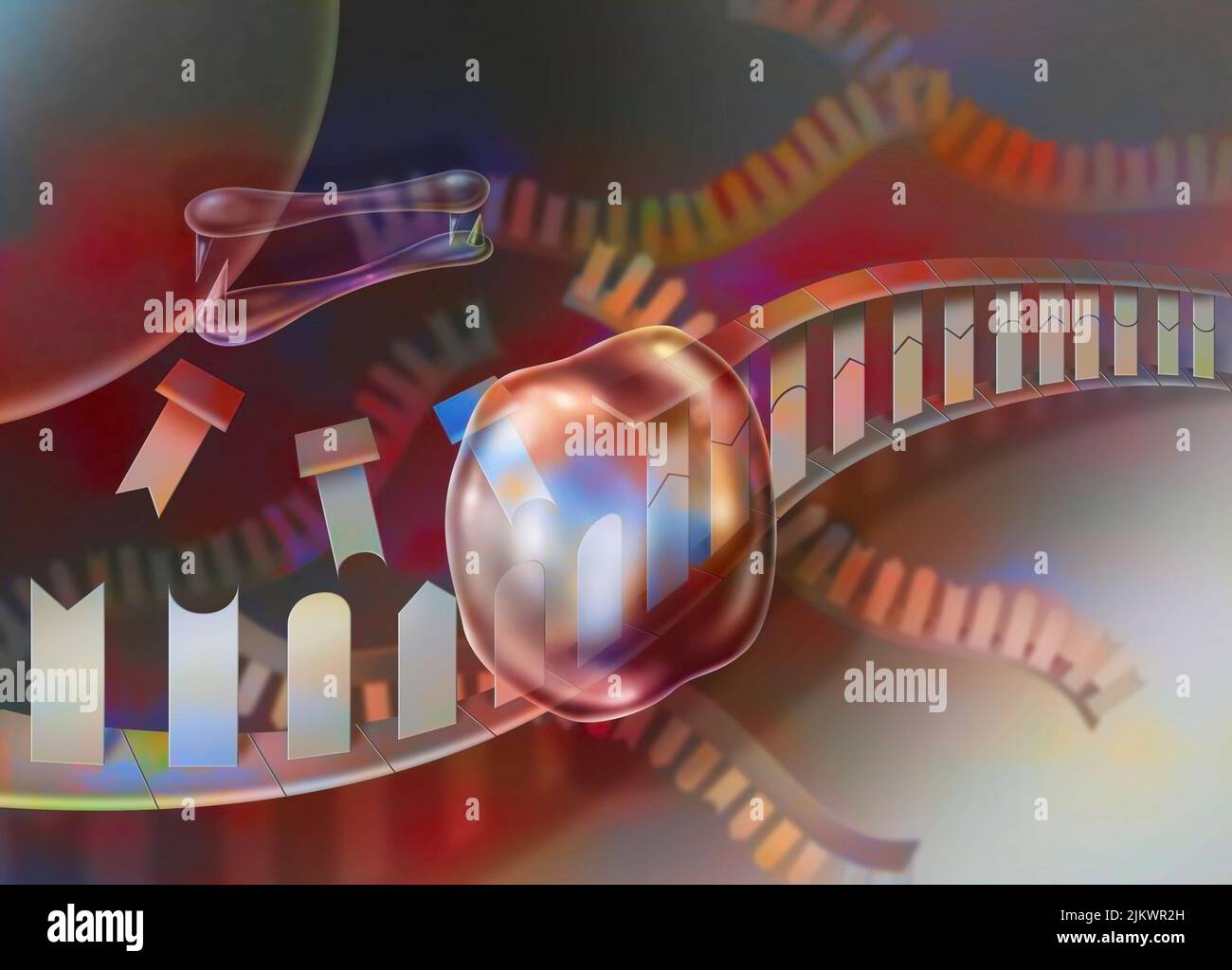 Interfering RNA, step 2: in the cytoplasm of the host cell, replication ...