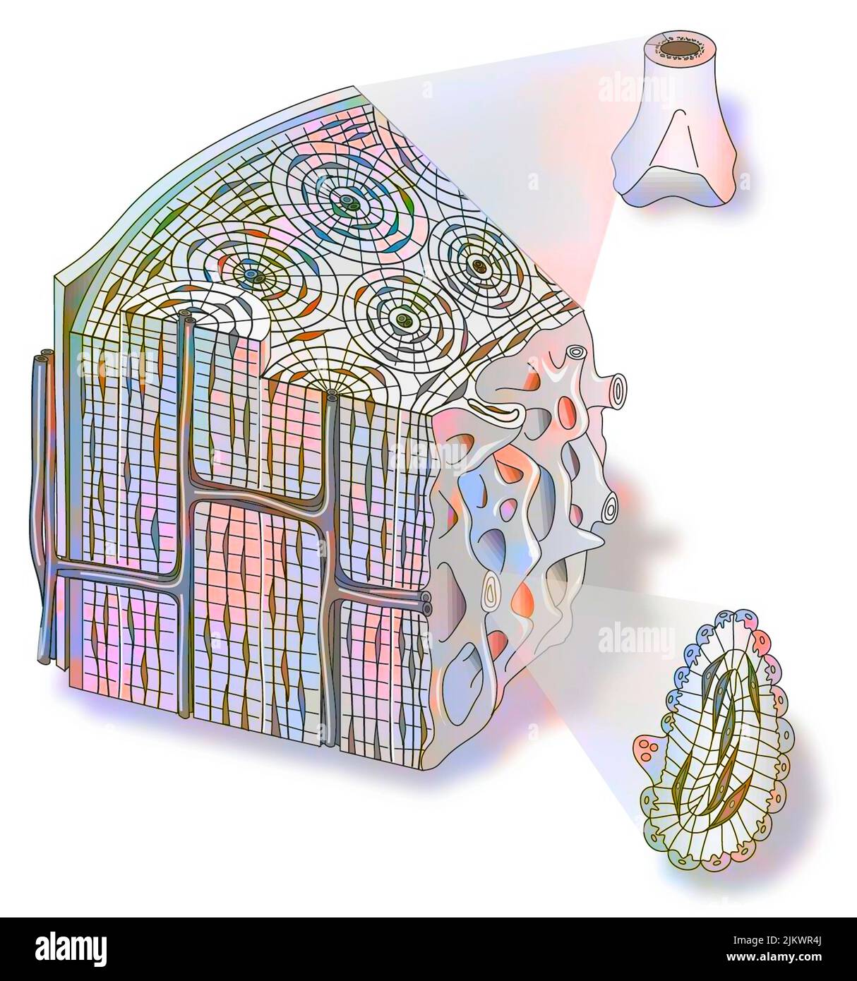 Bone cells illustrations hi-res stock photography and images - Alamy