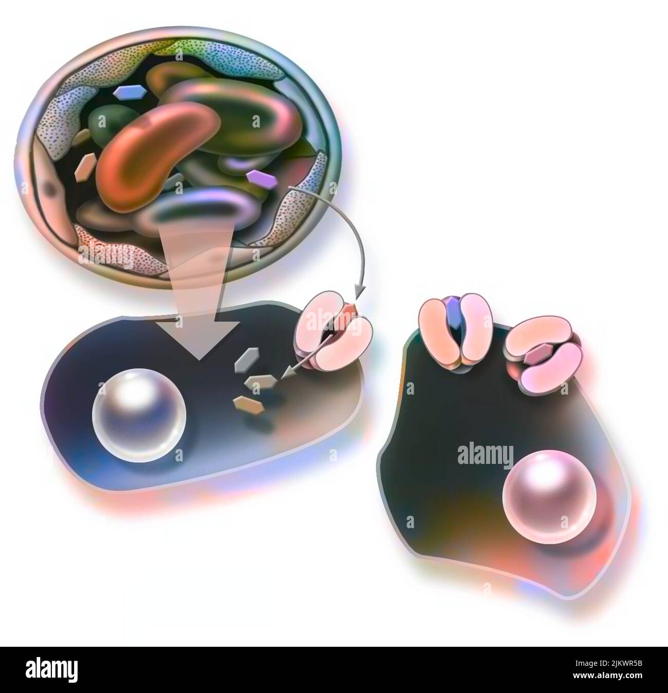 Cells muscles Cut Out Stock Images & Pictures - Alamy