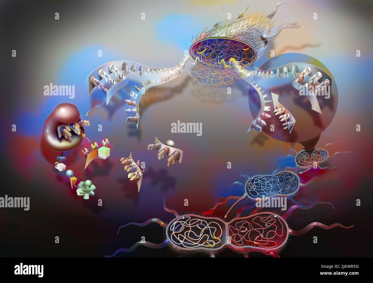 Dna transcription bacteria hi-res stock photography and images - Alamy