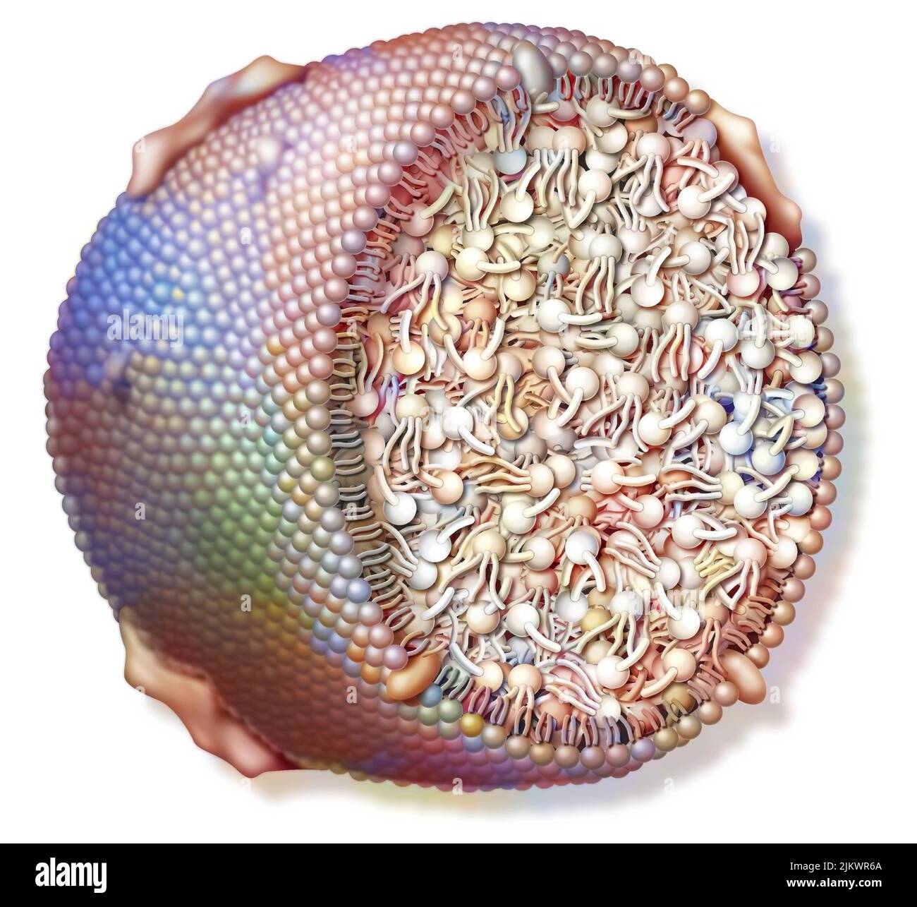 Phospholipid hi-res stock photography and images - Alamy