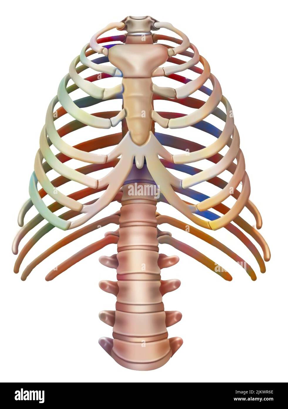 Representation of the rib cage of the chimpanzee Stock Photo - Alamy