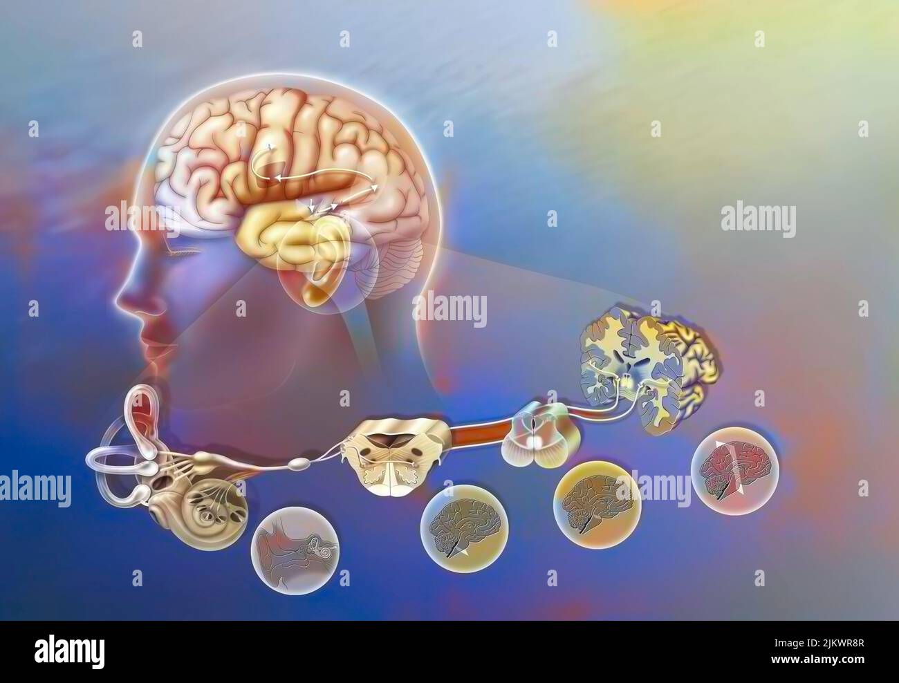 Corpora quadrigemina hi-res stock photography and images - Alamy