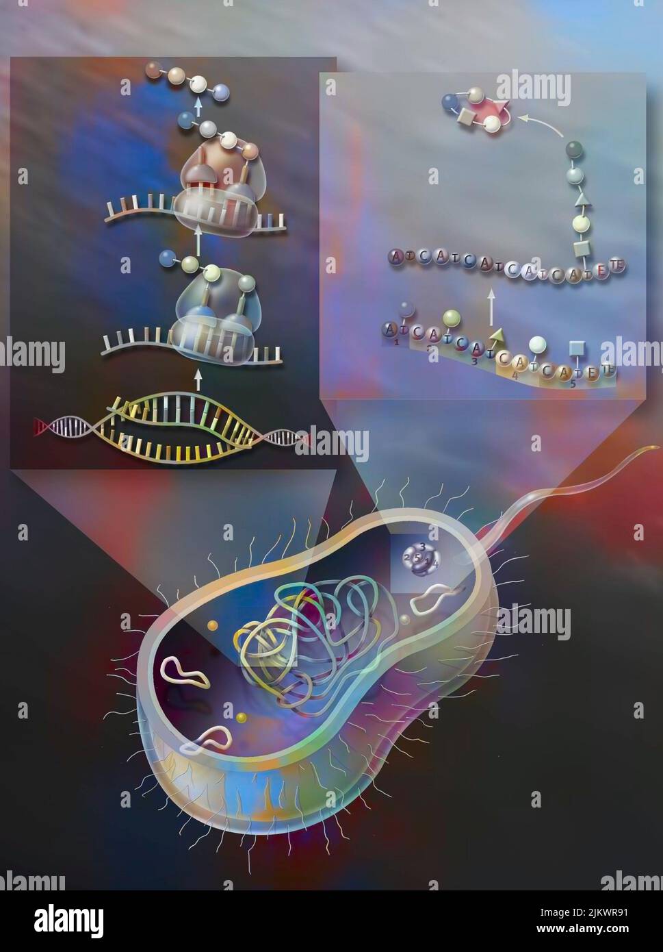 Bacterial protein synthesis hi-res stock photography and images - Alamy