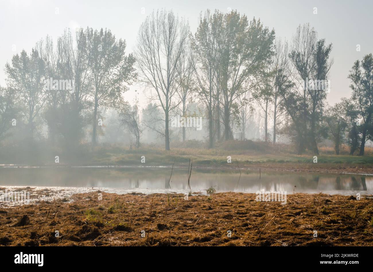 Panoramic view of the swamp covered with morning autumn fog. Swampy ...