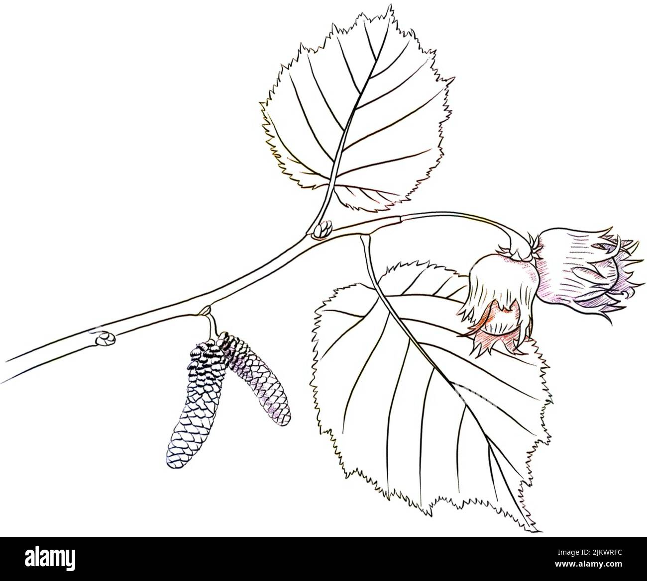 Hazel leaves isolated on white background Stock Photo - Alamy