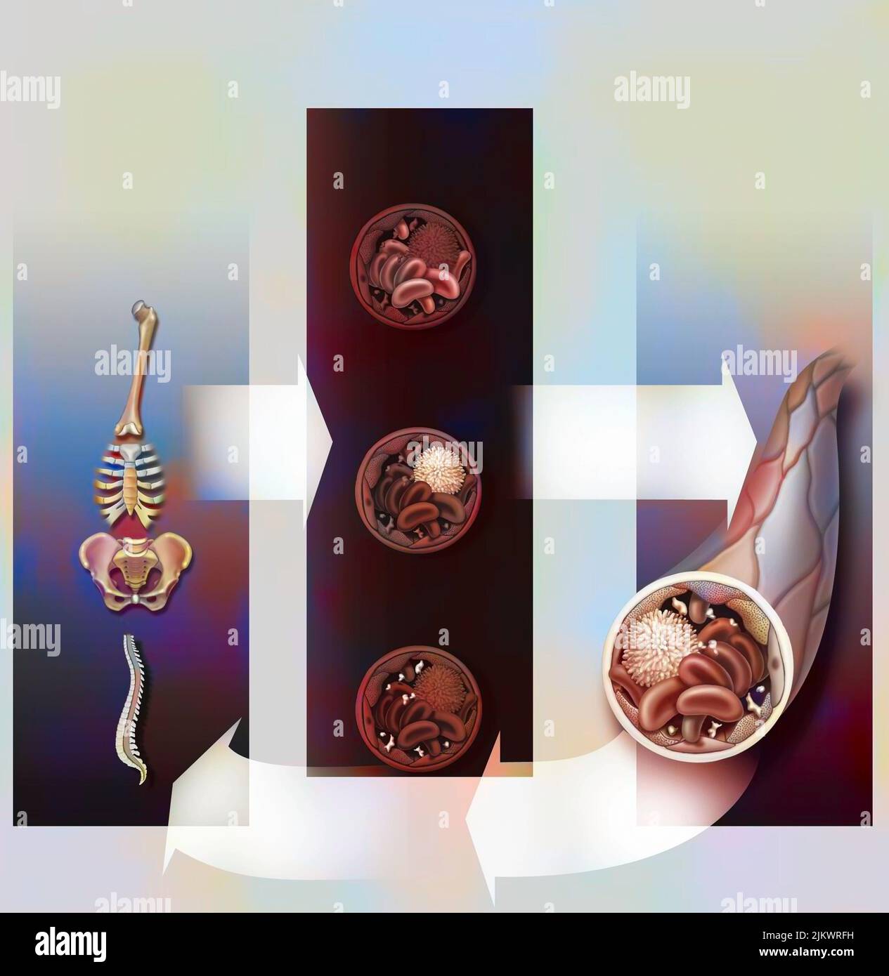 Diagram of the production and destruction of blood cells Stock Photo ...