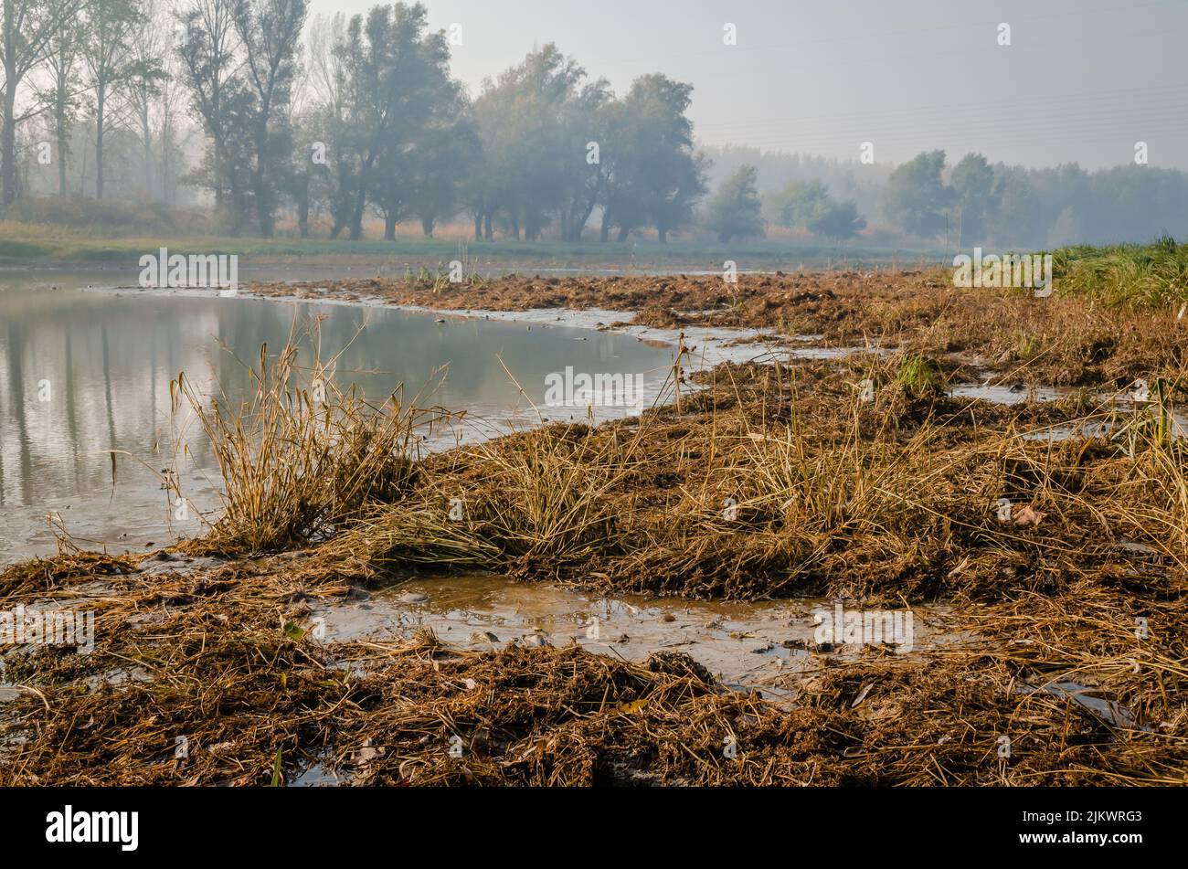 Panoramic view of the swamp covered with morning autumn fog. Swampy ...