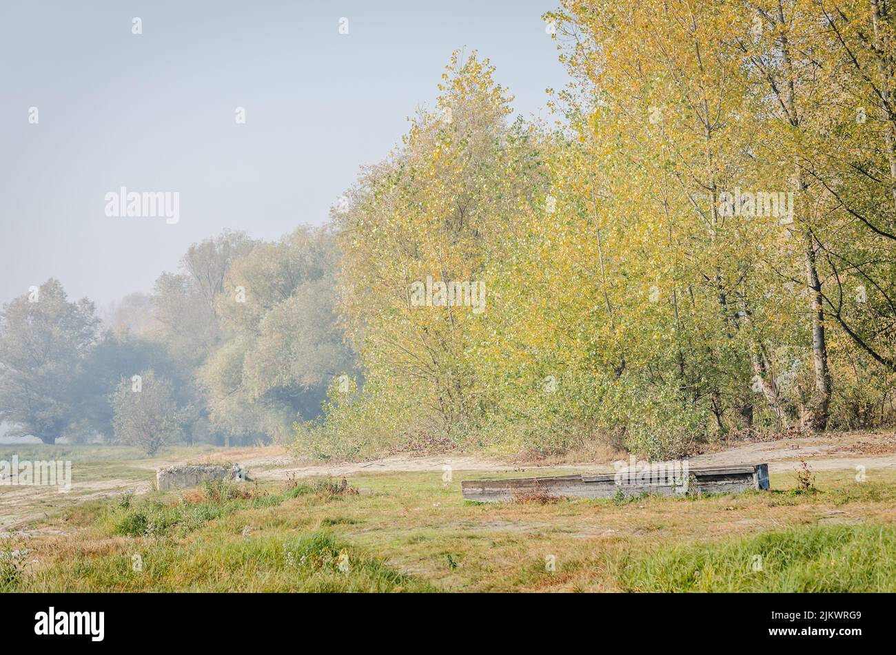 Swamp poplar hi-res stock photography and images - Alamy