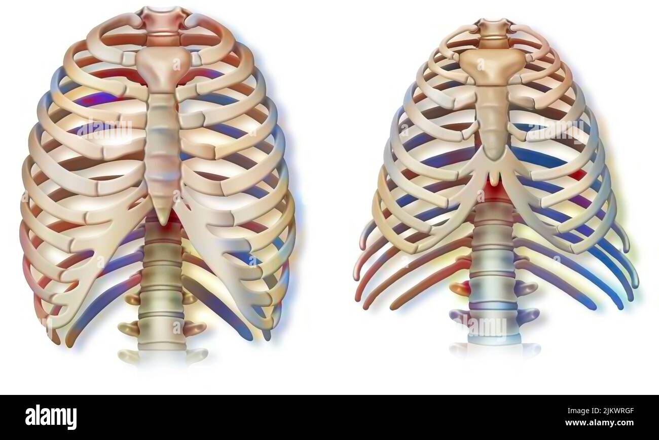 Comparison between the rib cage of man and chimpanzee Stock Photo - Alamy