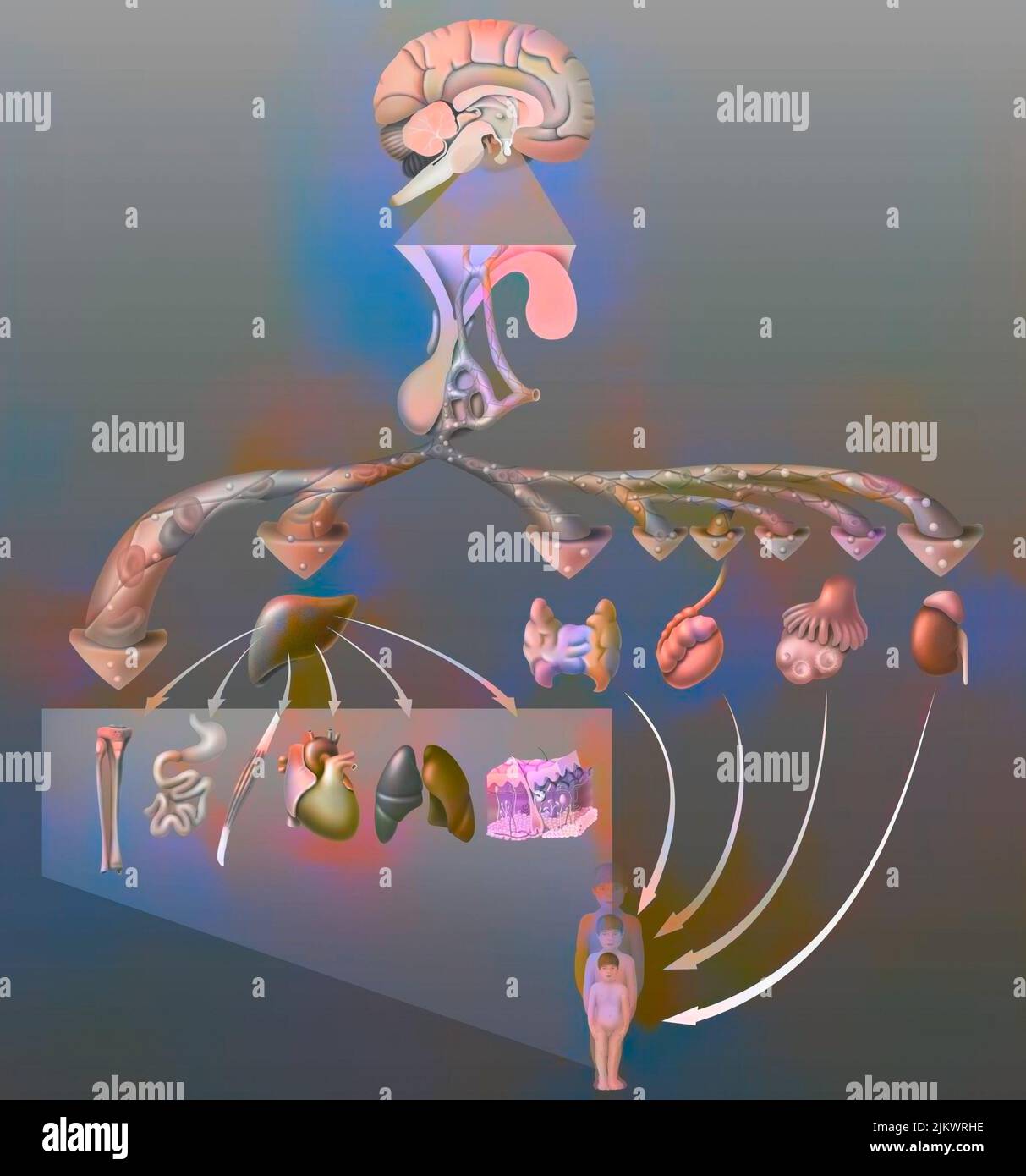 Hormone production human body hi-res stock photography and images - Alamy