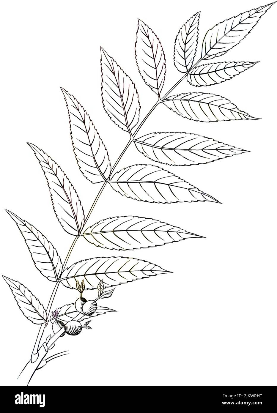 Walnut leaves isolated on white background Stock Photo - Alamy