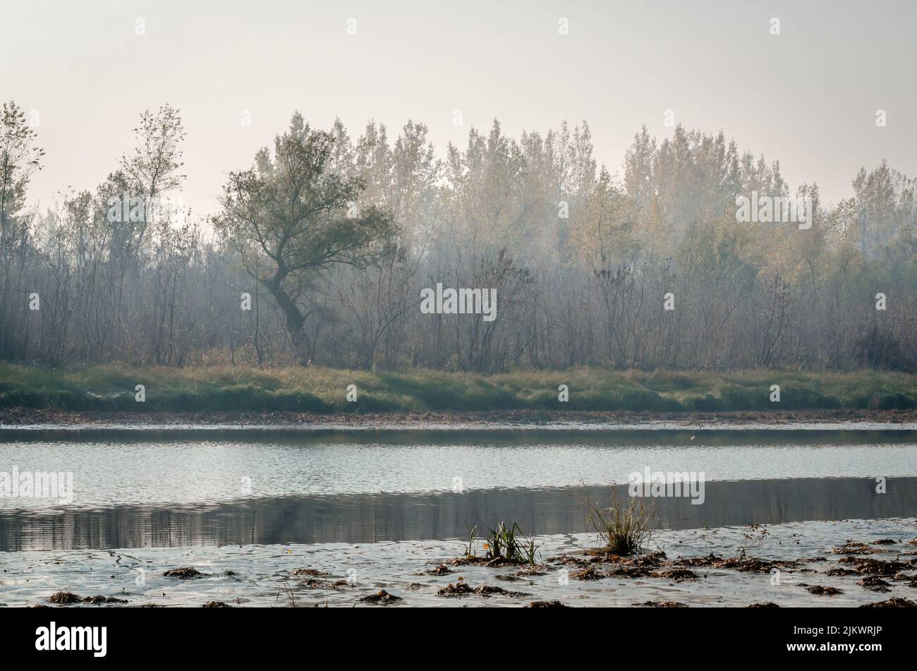 Panoramic view of the swamp covered with morning autumn fog. Swampy ...