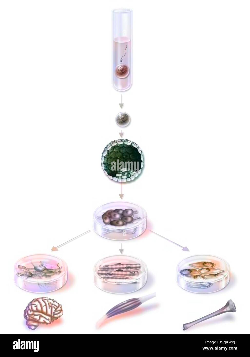 Differentiation of stem cells obtained from an embryo developed at the blastocyst stage Stock ...