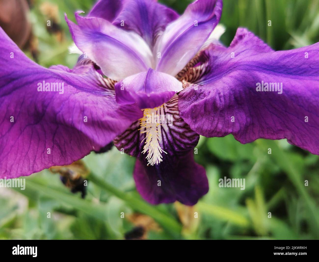A closeup shot of a beautiful Iris germanica flower in Parque del ...