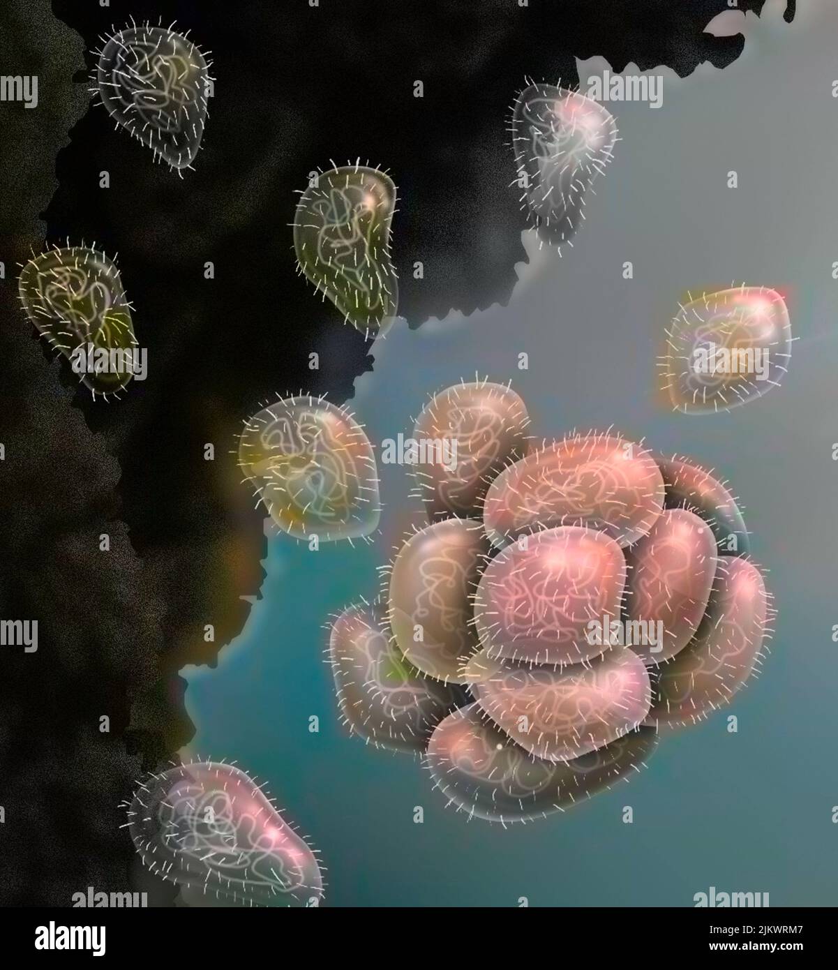 Agglutination of bacteria: eukaryotes come from the association of ...