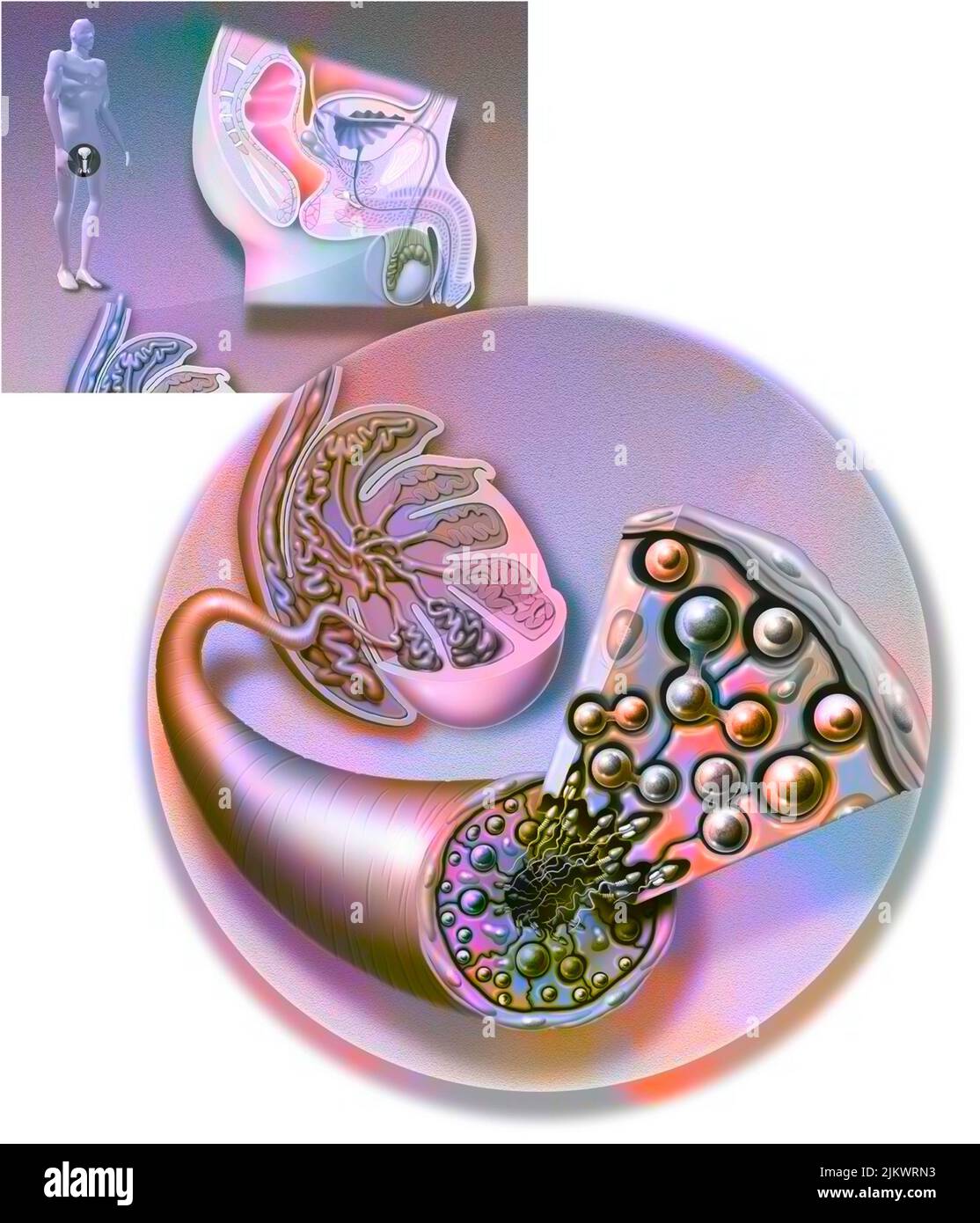 Spermatogenesis: male genitals and the formation of sperm in the testes ...