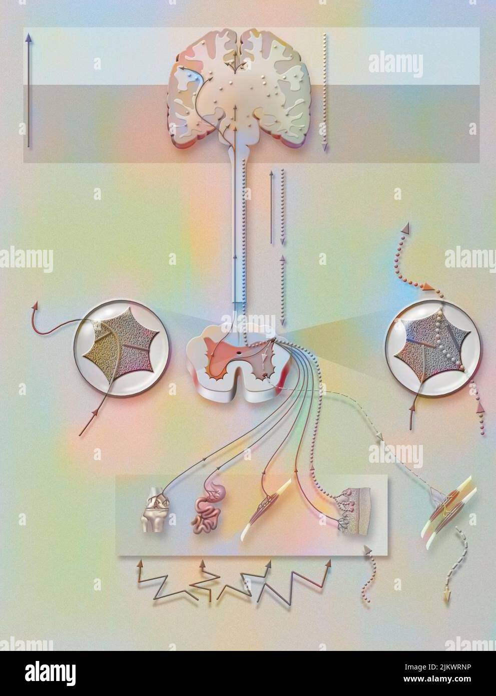 Pain activation (left) and inhibition (right) circuit Stock Photo - Alamy