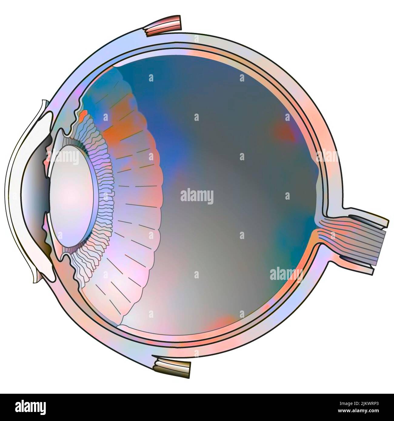 Horizontal section showing all the main structures of the eye: lens ...