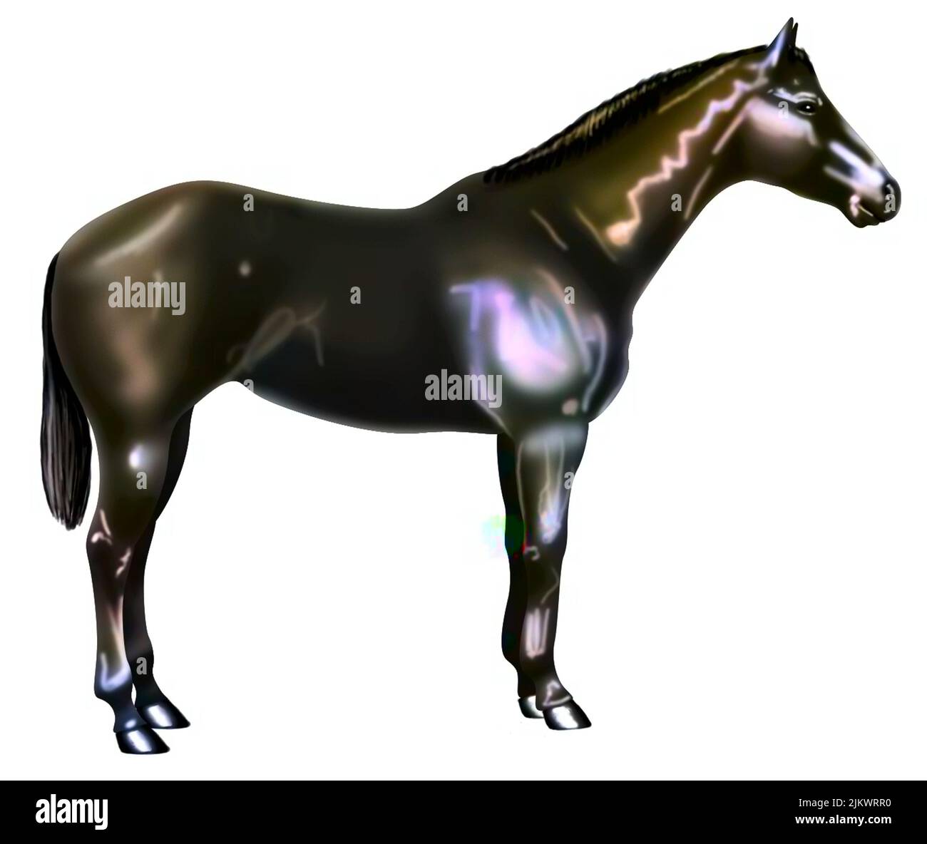 Horse of the equine family, mammal on a white background Stock Photo ...