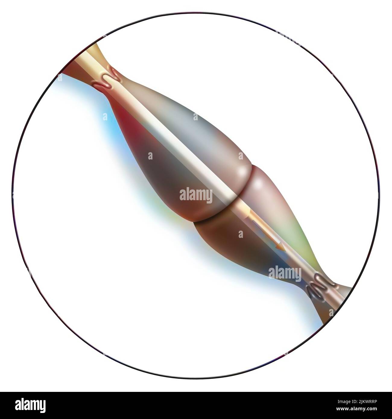 Regeneration of nerves following a transplant Stock Photo - Alamy