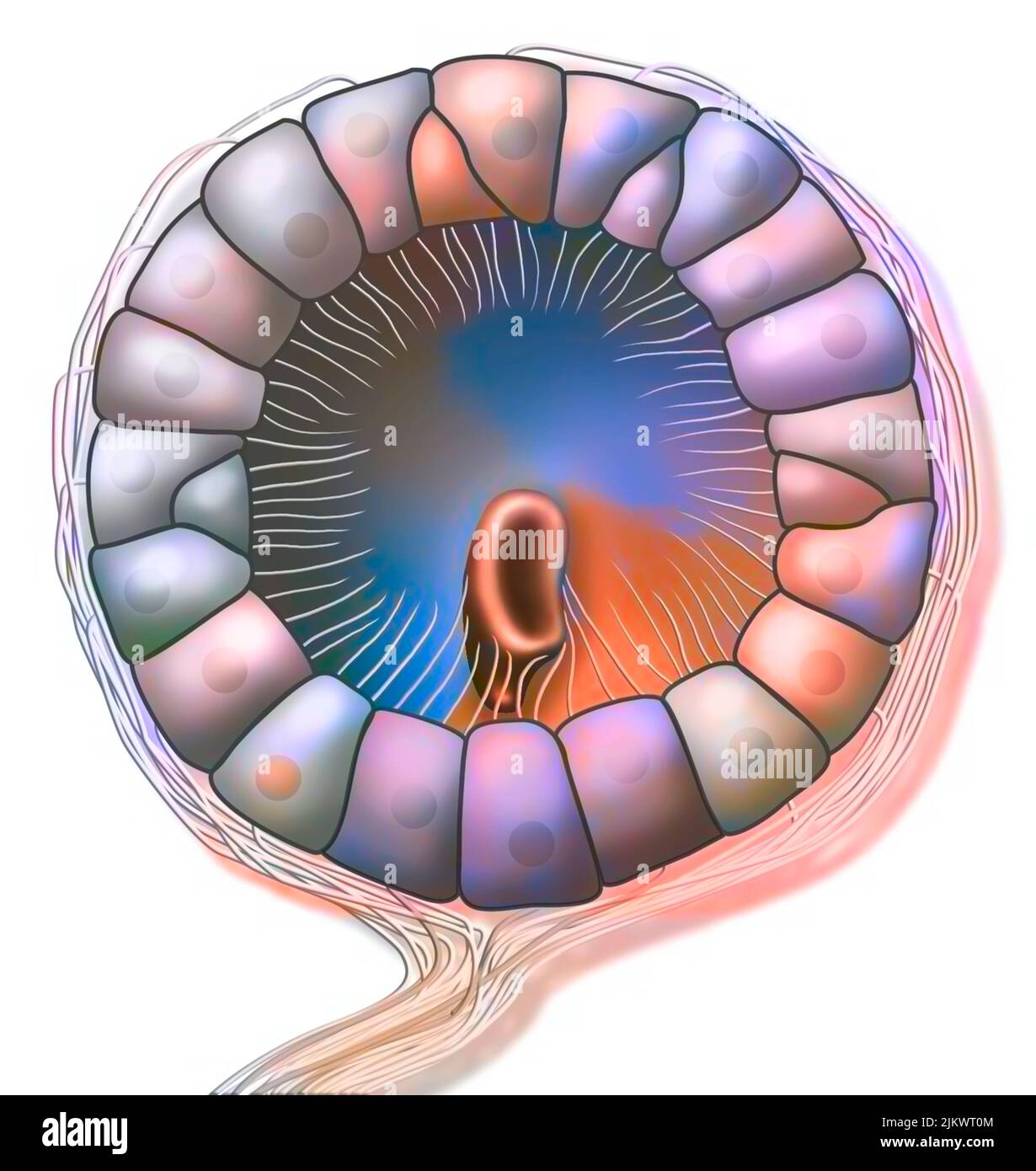 Squid statocysts to be located in the underwater space (stationary ...