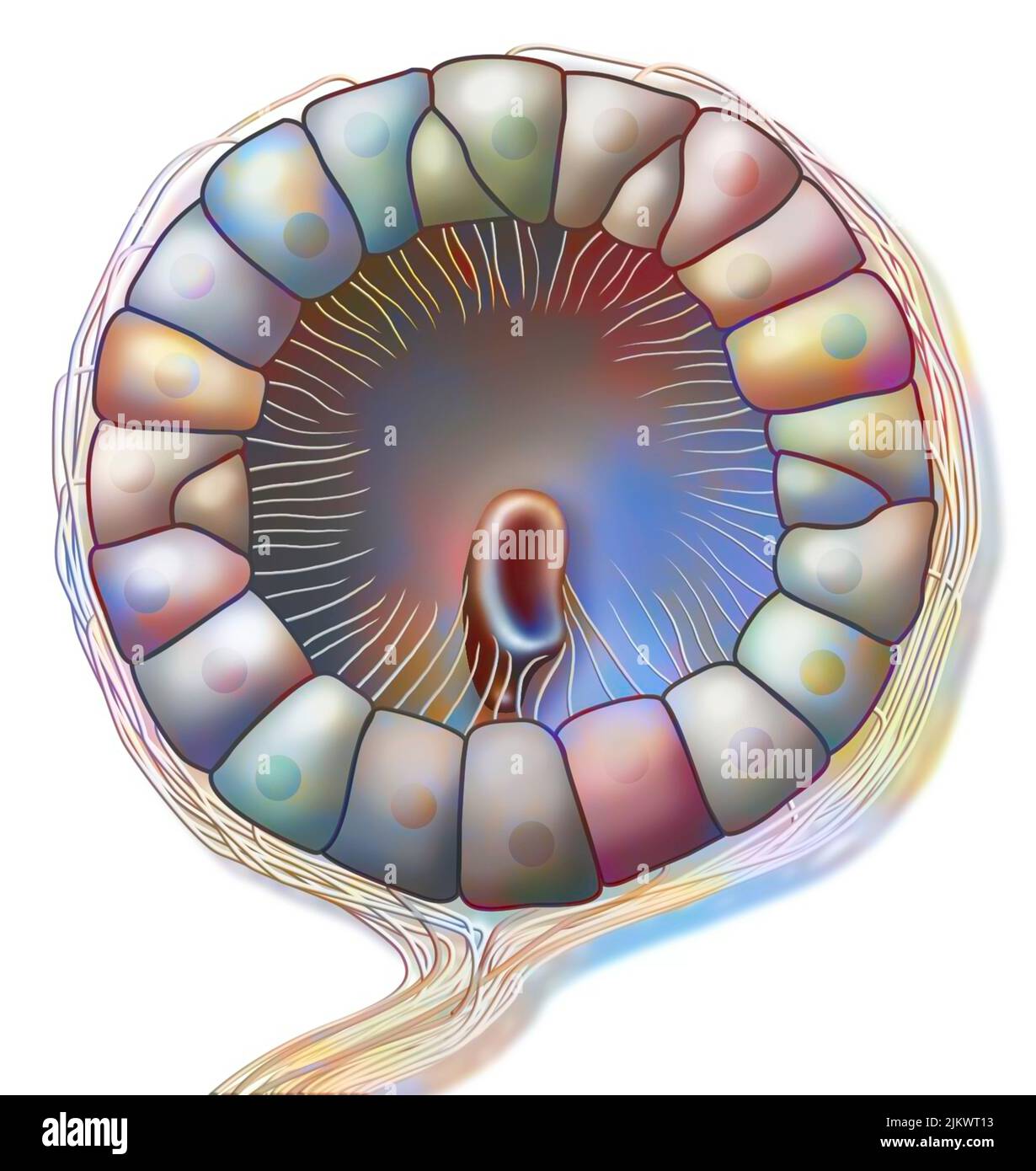 Mollusca drawings hi-res stock photography and images - Alamy