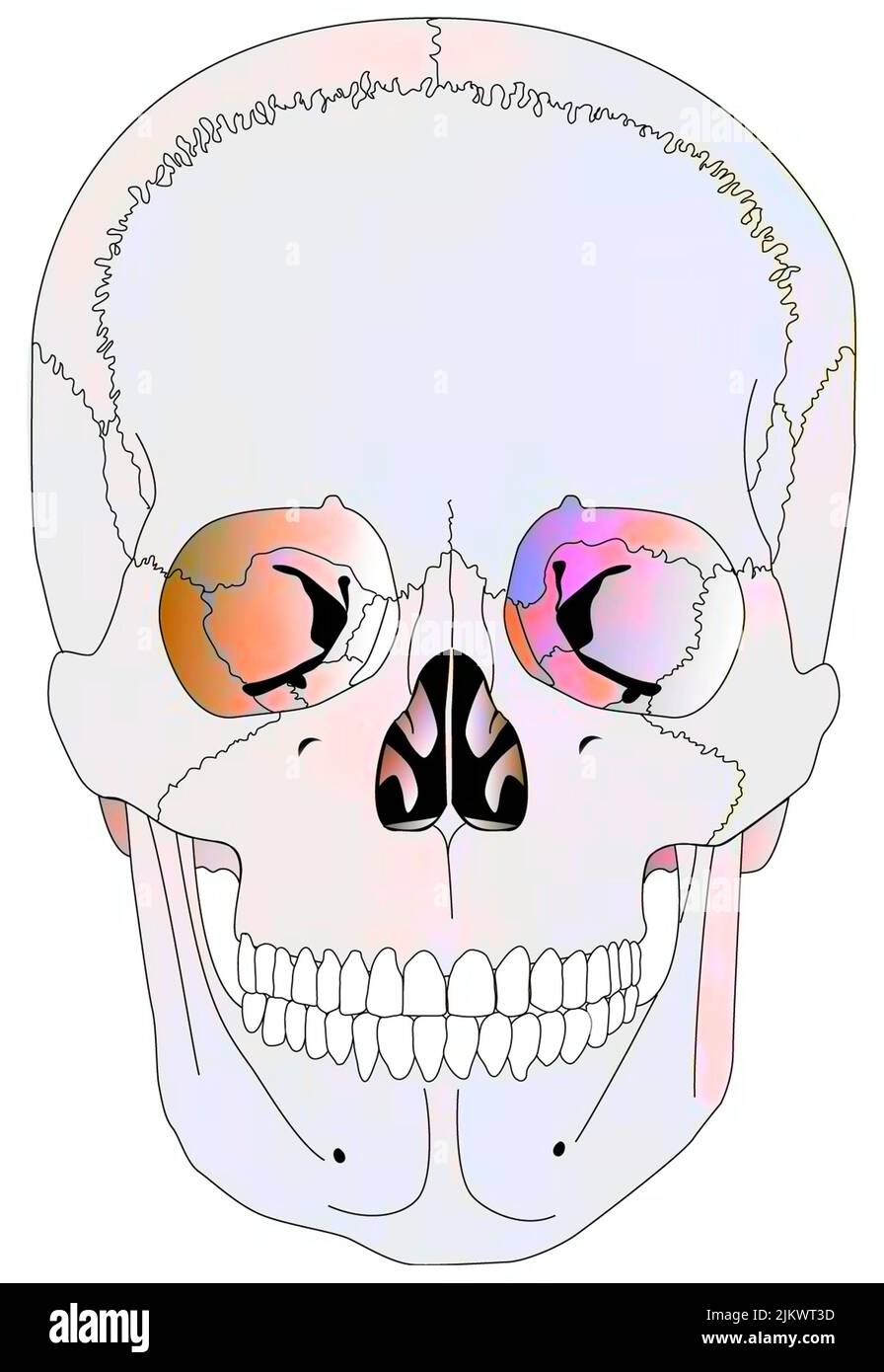 Blank Skull Diagram
