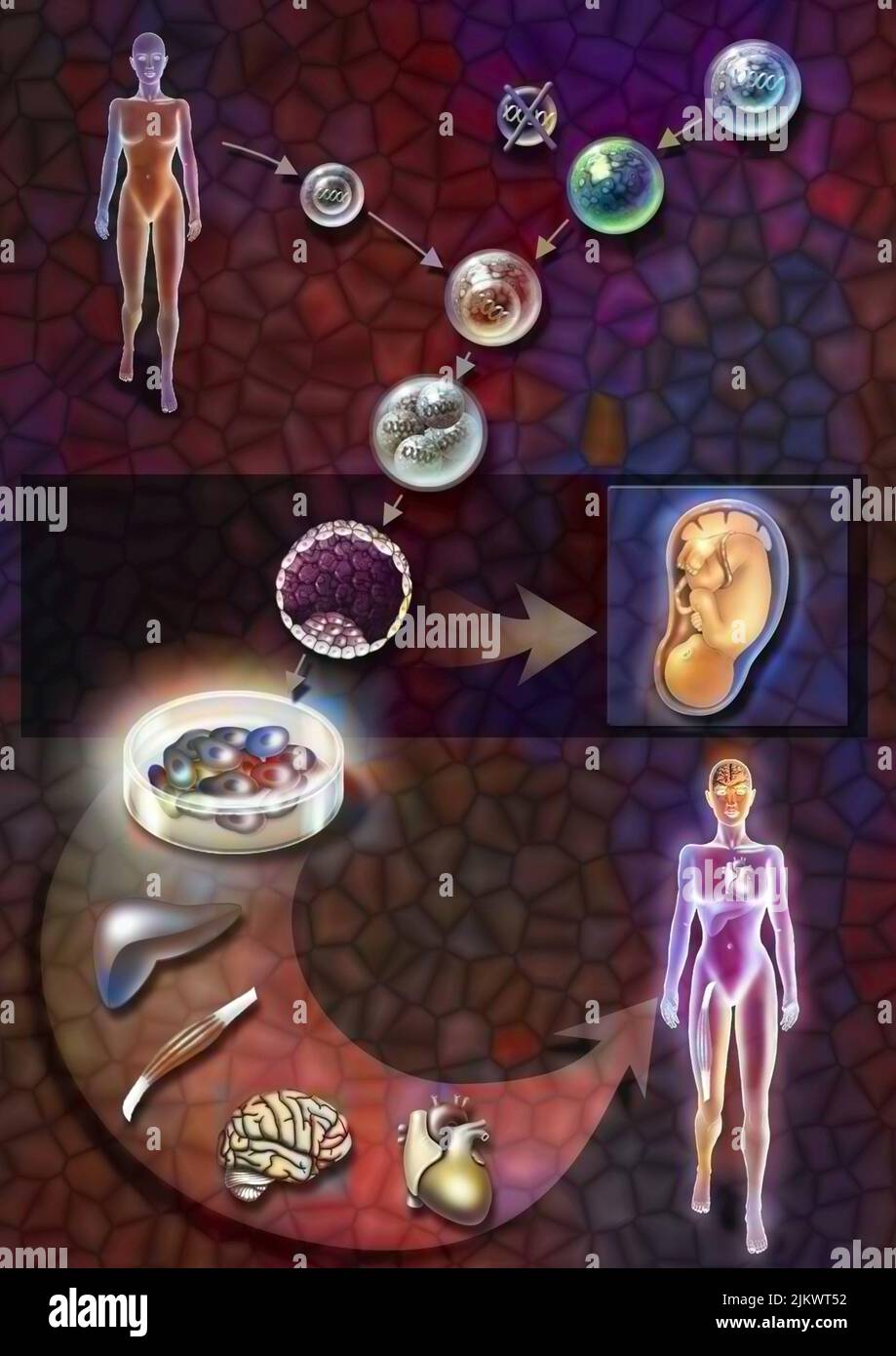 Immunological tolerances hi-res stock photography and images - Alamy