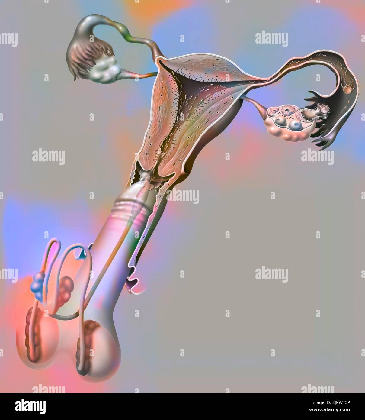 Male Female Intercourse Diagram Flow Of Male Female Arousal Process
