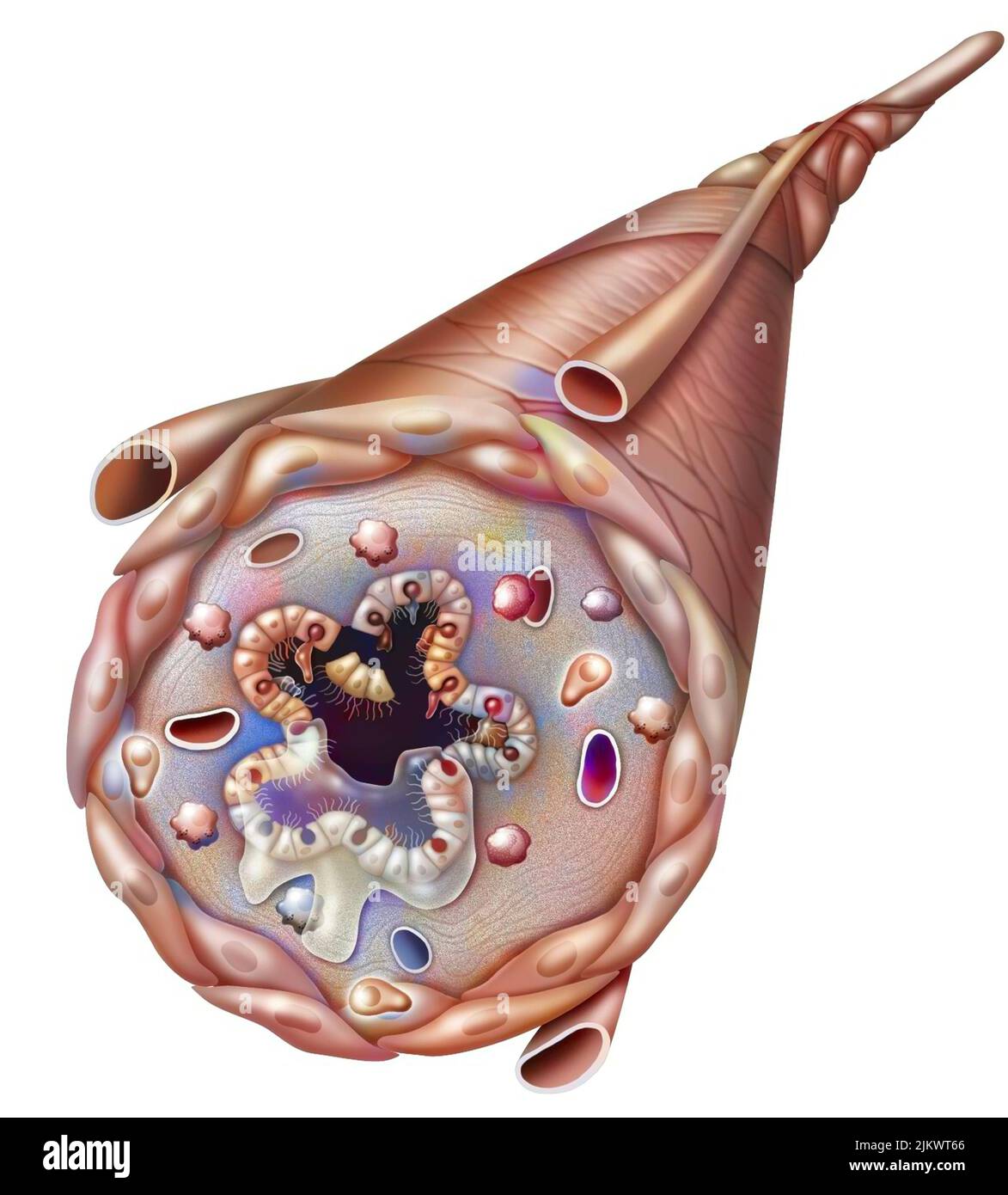 Bronchus hi-res stock photography and images - Alamy