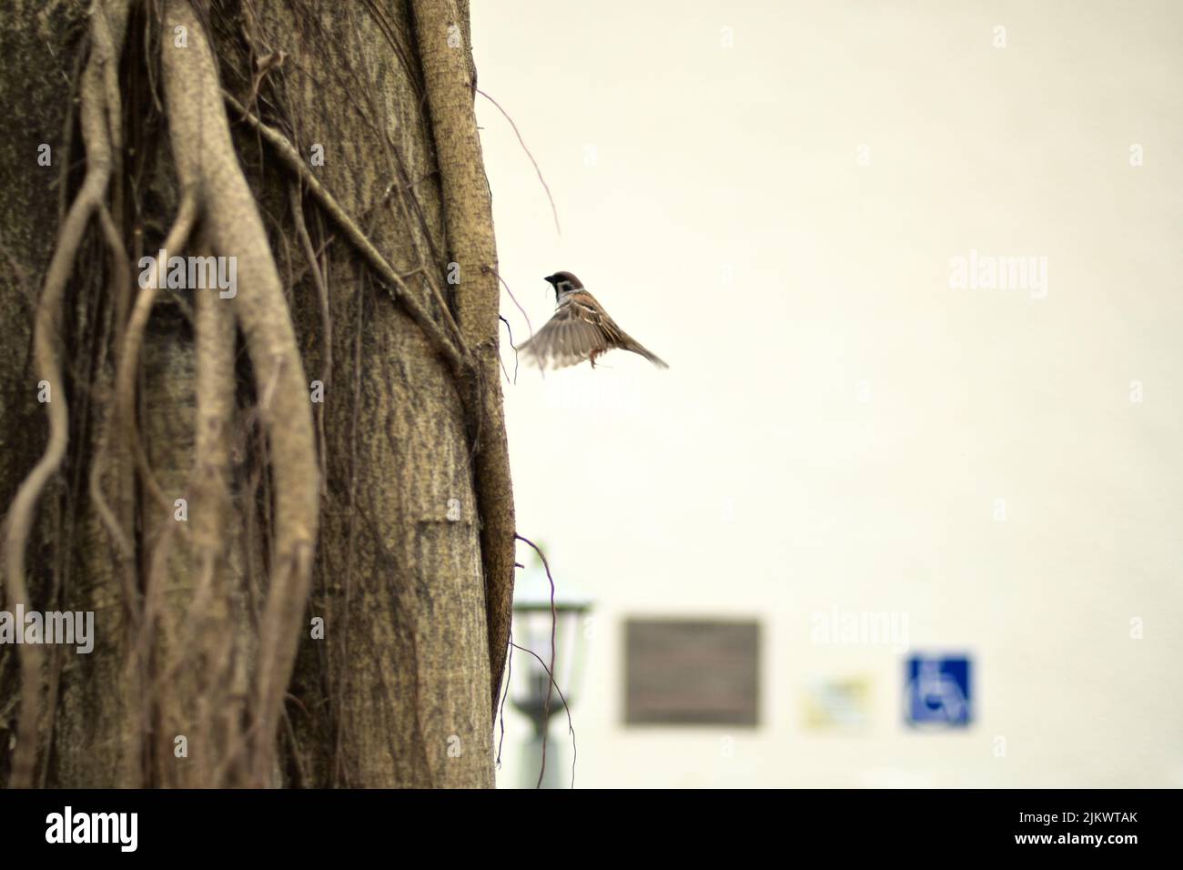 A tiny sparrow flying close to a tree trunk at a park in Hong Kong ...