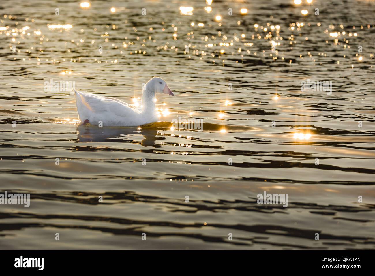 A goose swimming in a pond during sunrise Stock Photo - Alamy