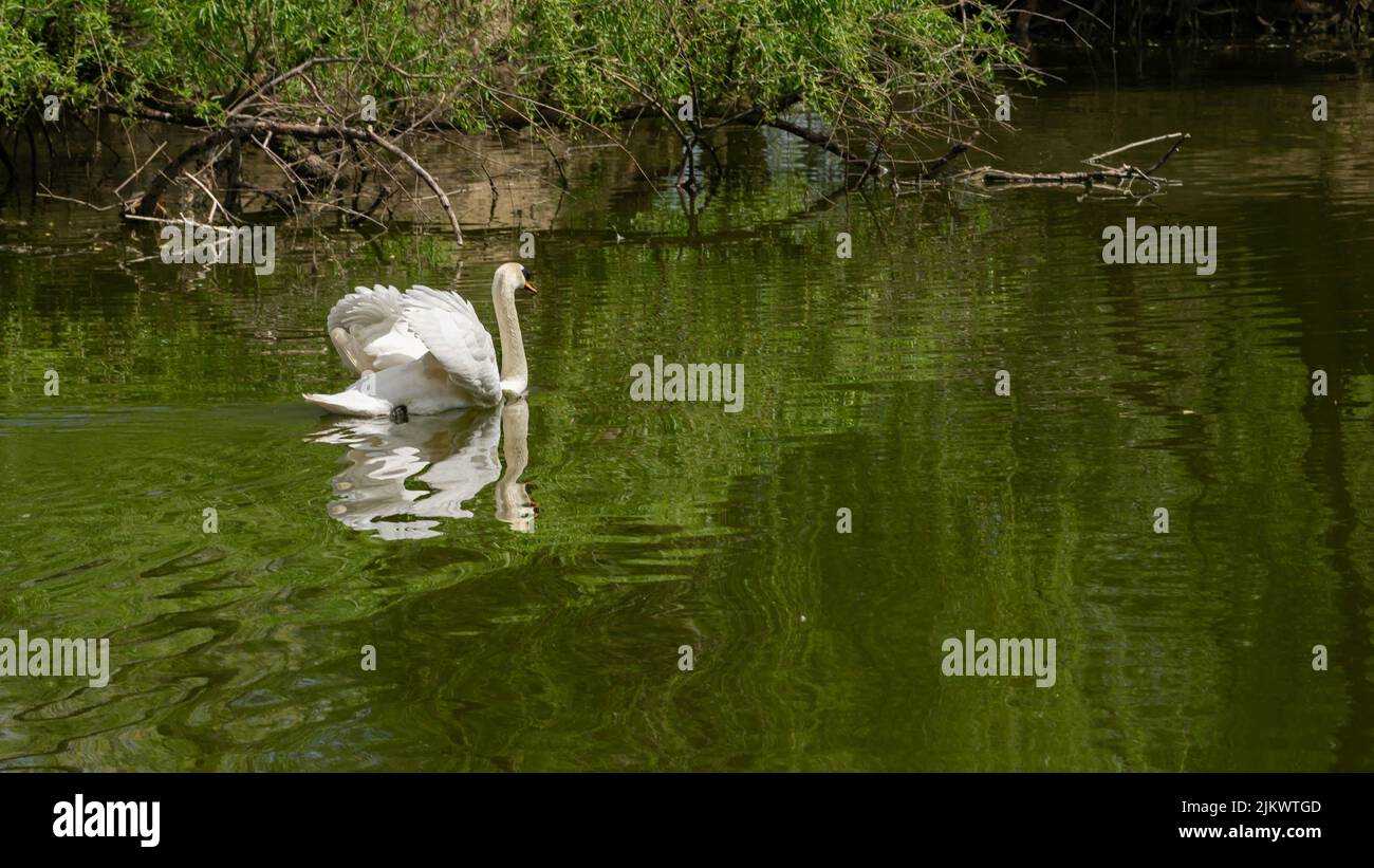 A beautiful view of a graceful swan floating in the lake Stock Photo ...