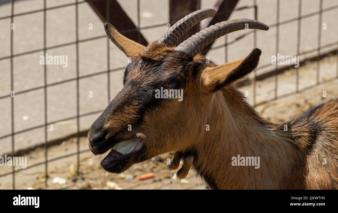 Closeup shot head goat hi-res stock photography and images - Alamy