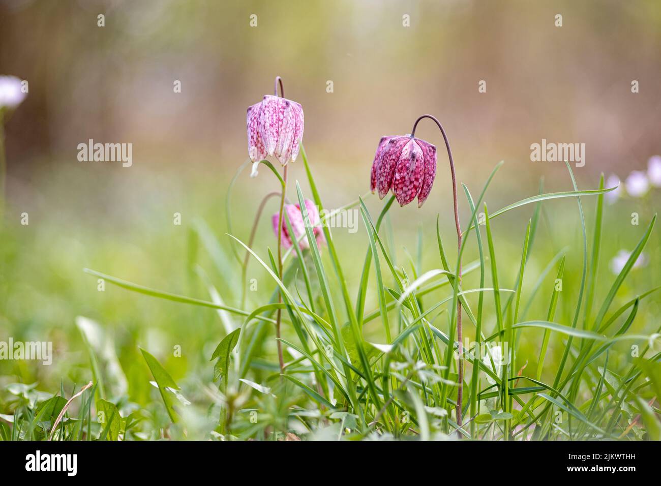 Snakes on meadow hi-res stock photography and images - Alamy